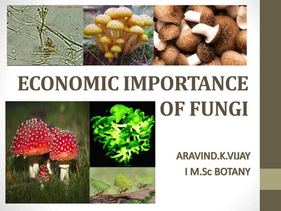 Nutrition in fungi | PPTX | Biological Sciences | Science