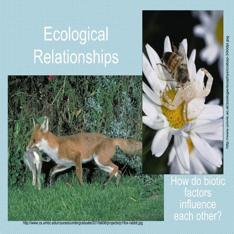 Ecological relationships | PPT