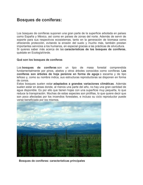 Coniferas Y Latifoliadas Qué Implica La Elección De La Madera?