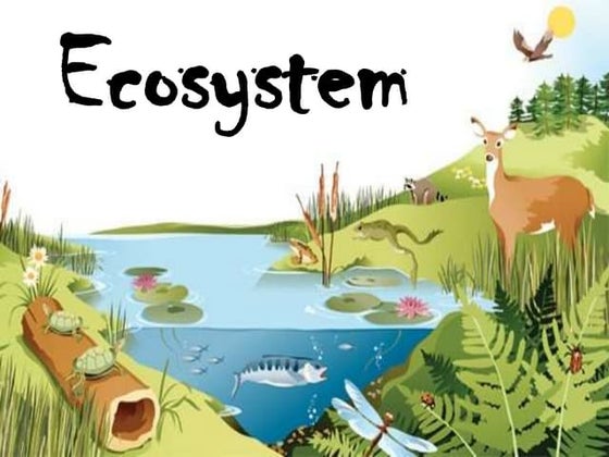 Ecosystems For Grades 4-6 | PPT