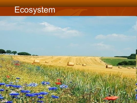 Ecosystem:Structure and Function | PPT
