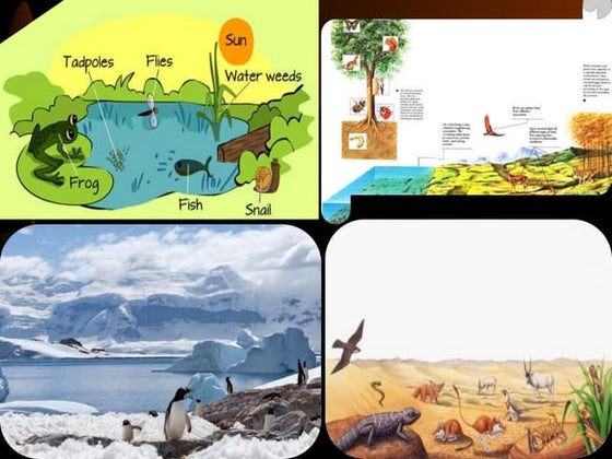 INTRODUCTION TO ECOSYSTEM | PPTX