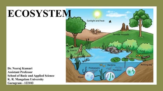 Ecosystem:Structure and Function | PPT