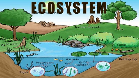 Ecosystem | PPT