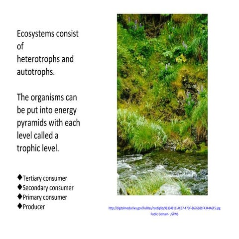 Ecosystem dynamics | PPT