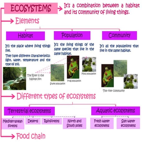 Powerpoint for 8th grade project (science) | PPT