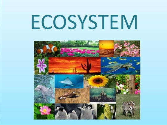 Examples Of Natural Ecosystems