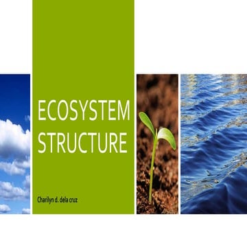 Ecosystem structure | PPT