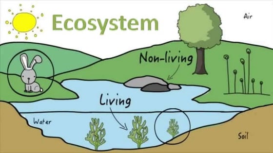 Terrestrial Ecosystem For Kids
