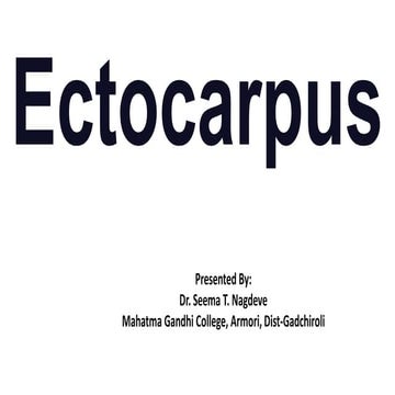 ectocarpus.pdf