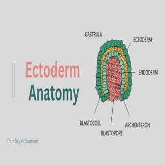 Ectoderm Derivatives.pdf
