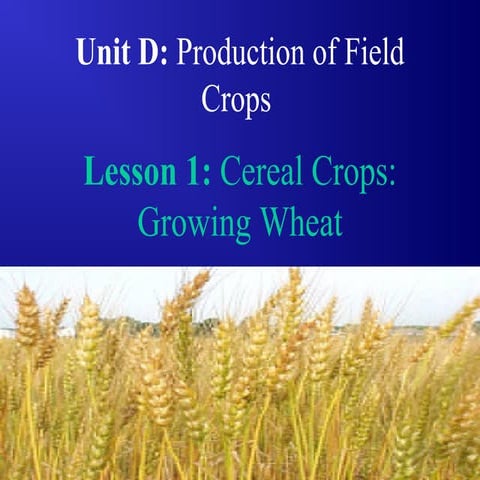 Growing Wheat | PPT