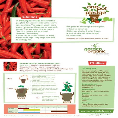 Chillies - Organic Growing Guides for Teachers + Students | PDF