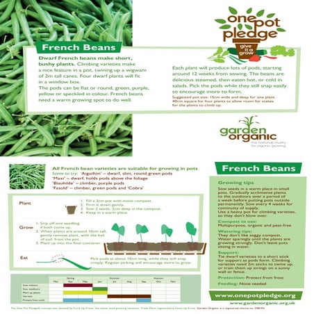 French Beans - Organic Growing Guides for Teachers + Students | PDF