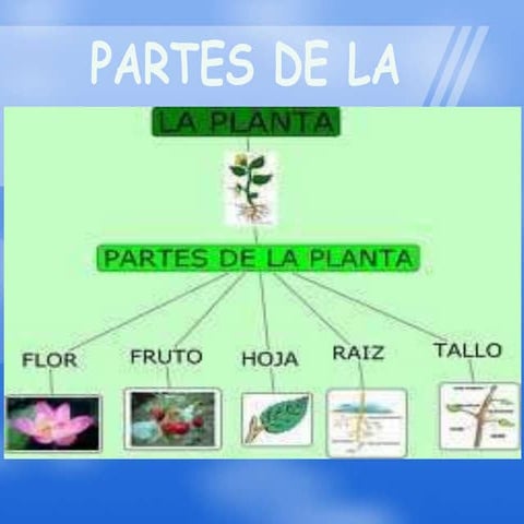 Partes De Plantas Por Qué Mis Plantas Parecen Tener Nuevas Raíces
