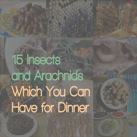 15 Insects and Arachnids Which You Can Have for Dinner | PDF