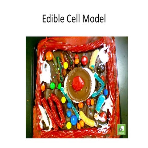 Edible cell model fire breathingrubberduckies | PPTX