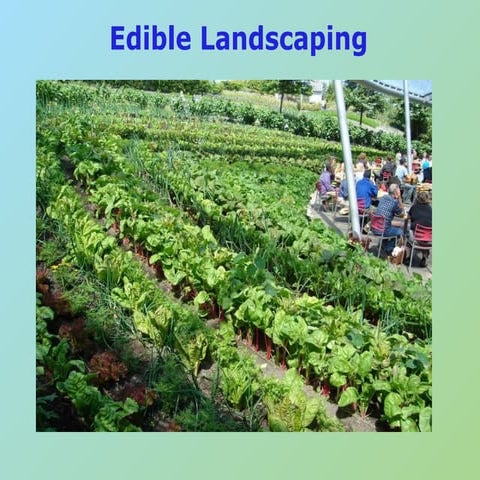 Edible Landscaping | PDF