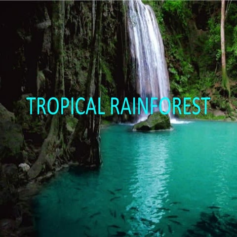 TROPICAL RAINFOREST | PPT