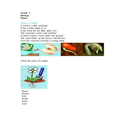 Plants and trees | PPTX