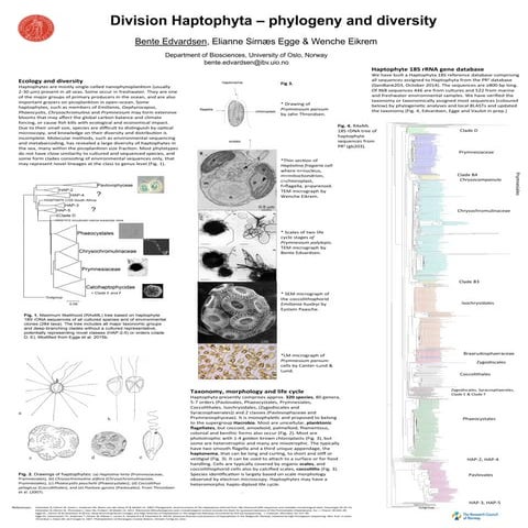 Division Haptophyta – phylogeny and diversity | PDF