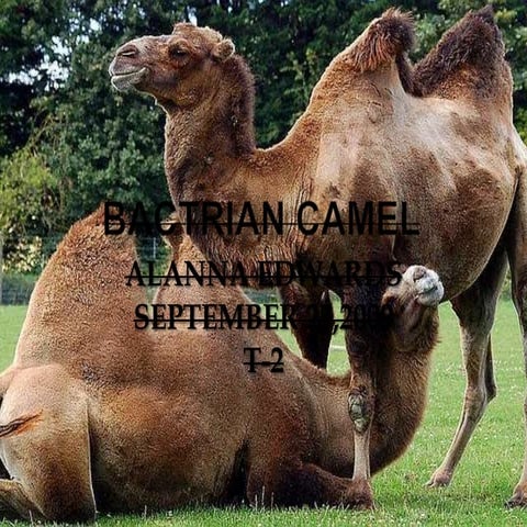 Camels | PPTX | Cats | Pets