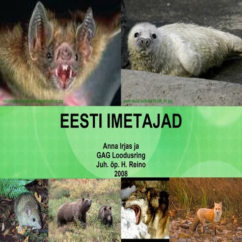 Eesti Imetajad | PPT