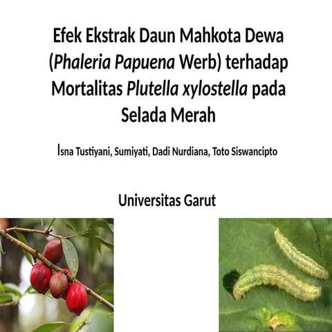 Efek Ekstrak Daun Mahkota Dewa (Phaleria Papuena.pptx