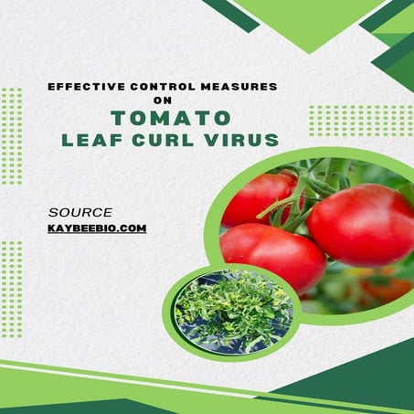 Effective Control Measures on Tomato Leaf Curl Virus.pdf