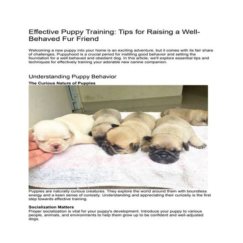 Dog Training Everything You Need to Know | PPTX