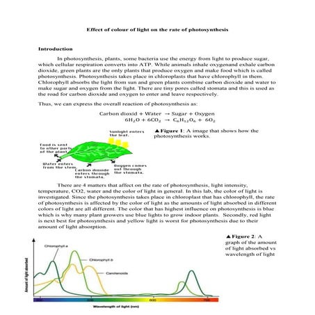 Effect of colour of light on the rate of photosynthesis | DOCX