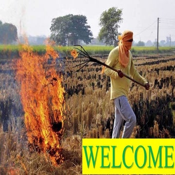 Effect of Crop Residue Management in Rice-Wheat Cropping System.pptx