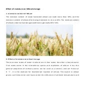 Effect of moisture on Wheat storage.pdf
