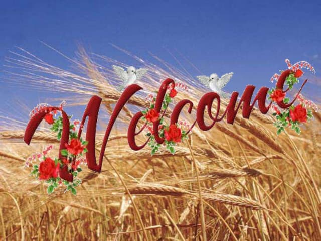 Effect Of Sowing Methods And Weed Management Practices On Wheat Ppt