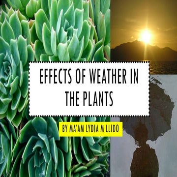 Grade 3 Science- Effects of weather in the Plants | PDF | Weather | Science