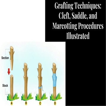 Efficient Grafting Techniques Cleft, Saddle, and Marcotting Procedures ...