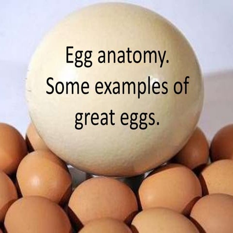 Egg anatomy | PPTX