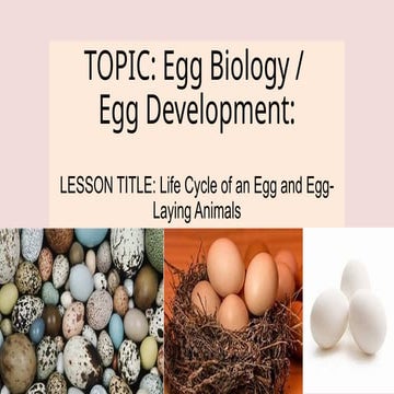 Topic1: The Chicken Egg Biology and Development | PPT