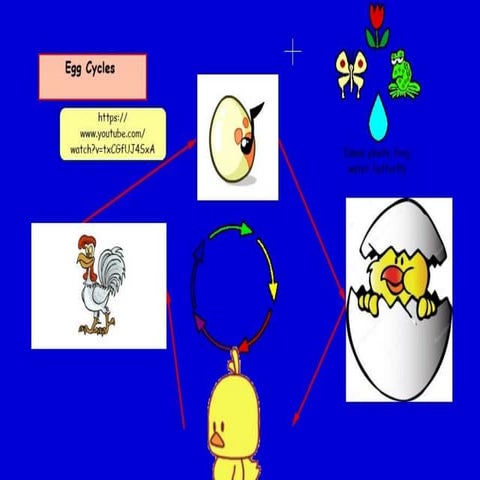 Egg cycle | PPT