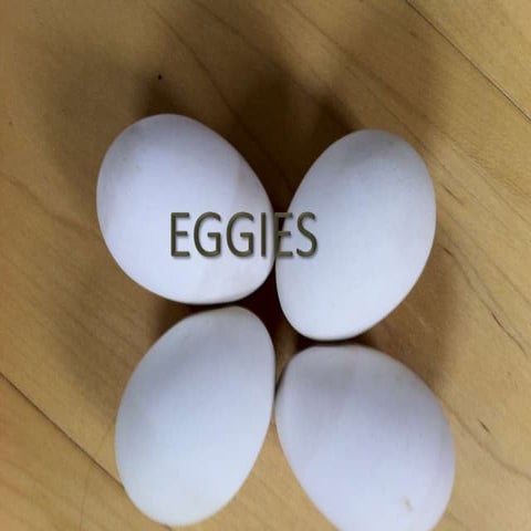 Eggies | PPT