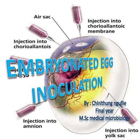 Egg inoculation by Chinithung ngullie (2) | PPTX