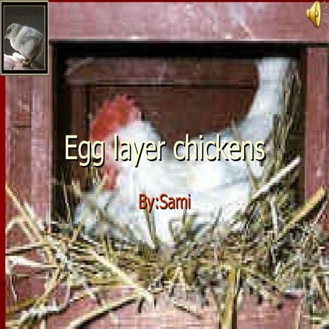 Egg Layer Chickens Sami | PPT