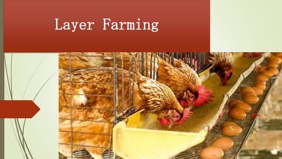Beginners Guide to Layer Poultry Farming | PDF