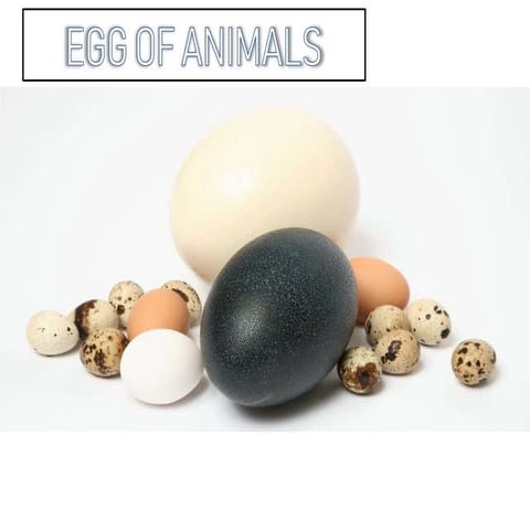 Types of eggs | PPT