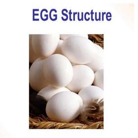 Egg structure | PPTX