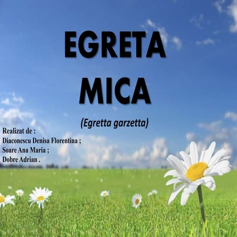 Egreta mica | PPTX