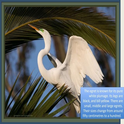 Egret in Heat | PPT