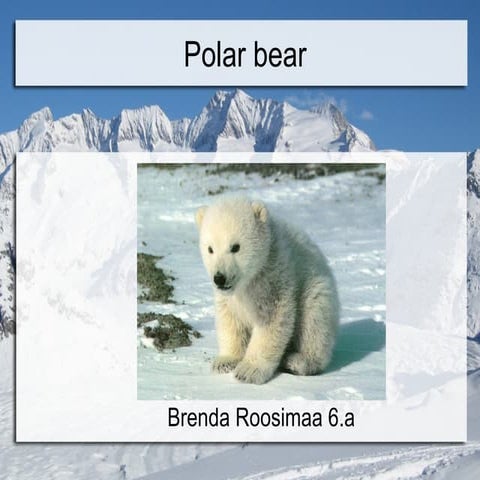 Polar bears | PPT
