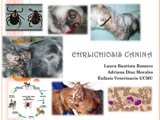 Common blood parasites in dogs | PPSX | Blood Disorders | Diseases and ...