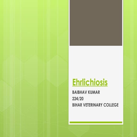Ehrlichiosis in dog with photograph.pptx